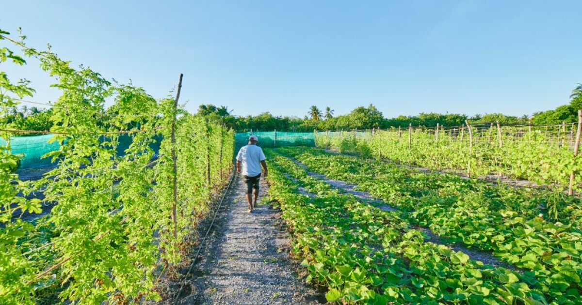 Empowering Maldivian farmers through the agribusiness matching grant ...