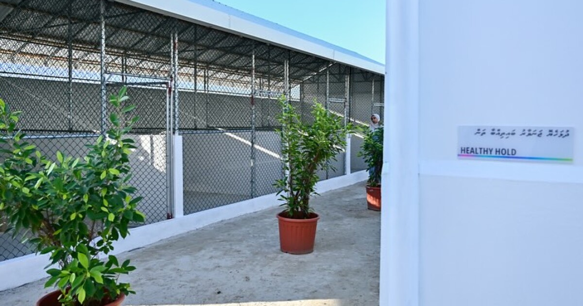 Olhu Hiyaa: the new home for Malé’s stray cats | Maldives Financial Review
